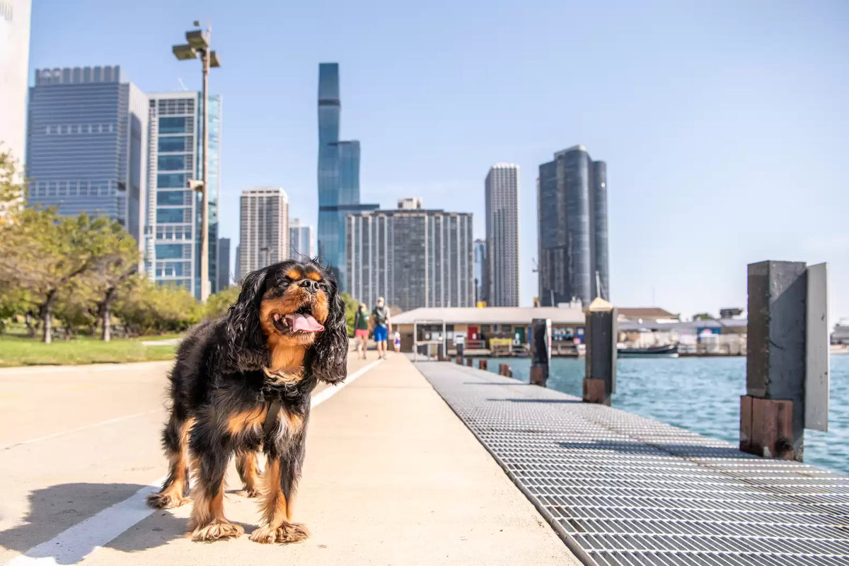 The 5 Most Dog Friendly Cities in the US – Chic Pet Bags